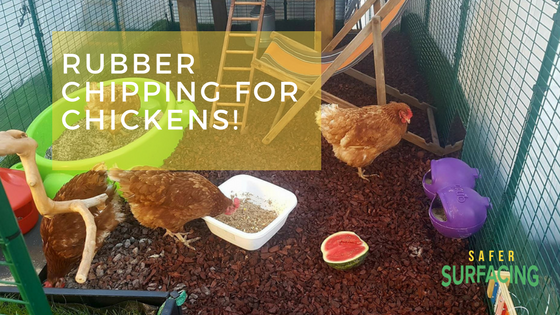 Chicken run rubber – happy feet for chickens! – Safer Surfacing